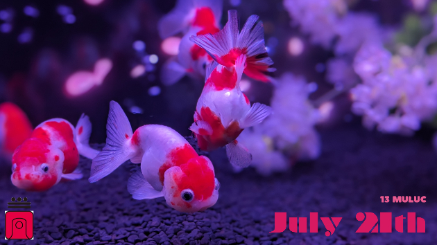 2023年7月21日 Kin 169 赤い月｜田中智咲斗｜coconalaブログ